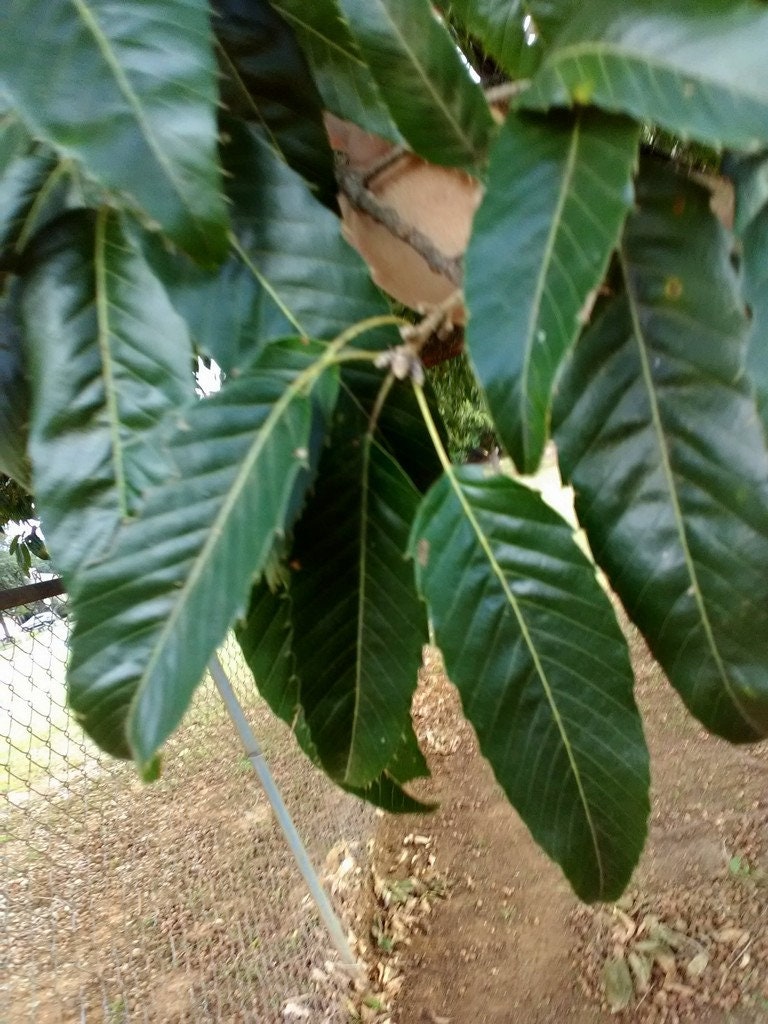 Sawtooth Oak Tree Seedling quercus Accutissima Established 8 - Etsy ...