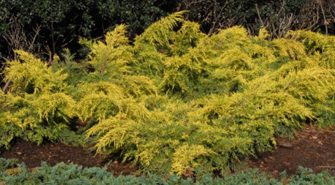 Gold Leaf Saybrook Juniper Tree Seedling 8 Inches Tall Well Established ...