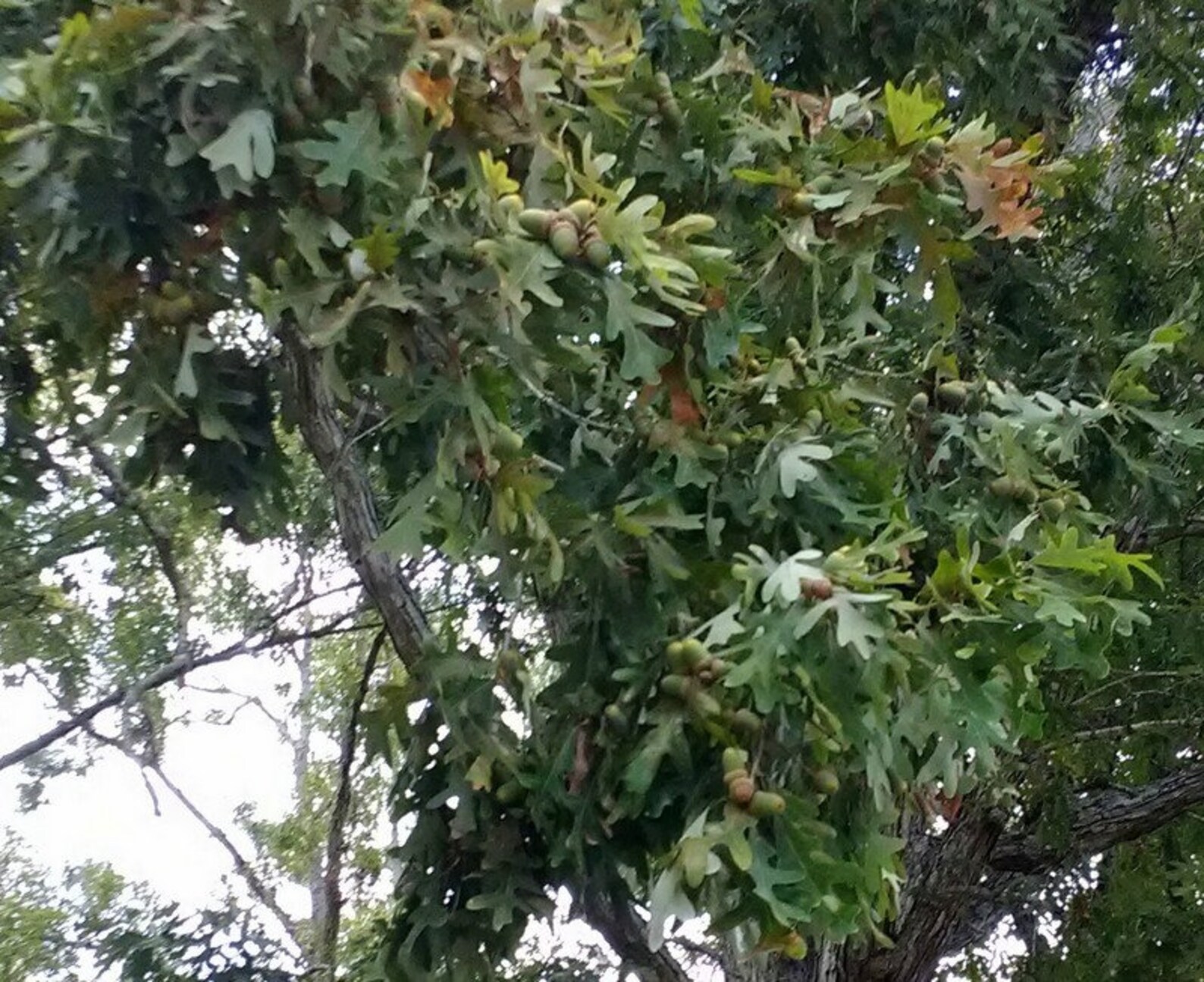 Old English Oak Tree Seedling Well Established Roots and 8 to | Etsy