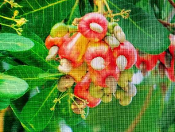 Cashew Fruit Tree