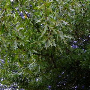 Chisos Red Oak Tree Seedling Well Established Roots Weeping Leaves ...