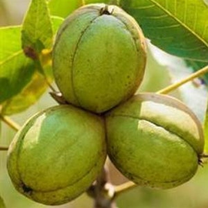 Shellbark Hickory Tree Seedling 8 to 10 Inches Tall Nice Wood | Etsy