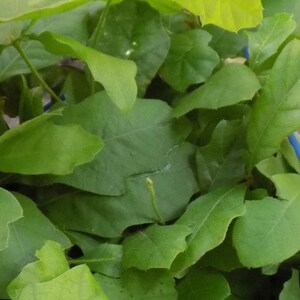 Chisos Red Oak Tree Seedling Well Established Roots Weeping Leaves ...