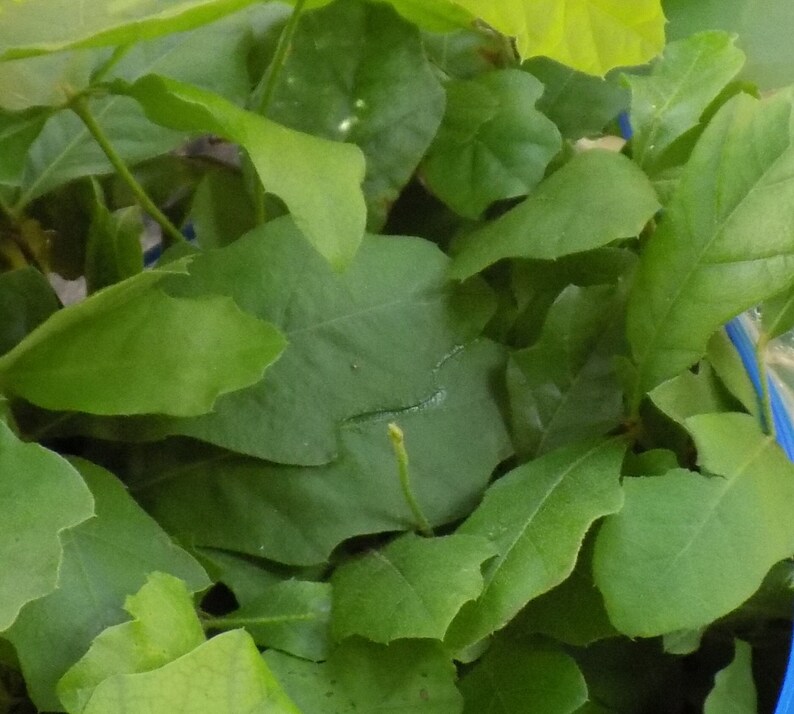 Chisos Red Oak Tree Seedling Well Established Roots Fresh | Etsy