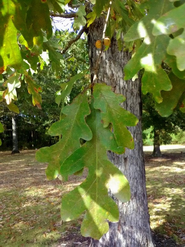 Old English Oak Tree Seedling Well Established Roots and 8 to | Etsy
