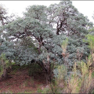 Blue Oak Tree Seedling Well Established 8 to 10 Inches Tall Ivory Oak ...