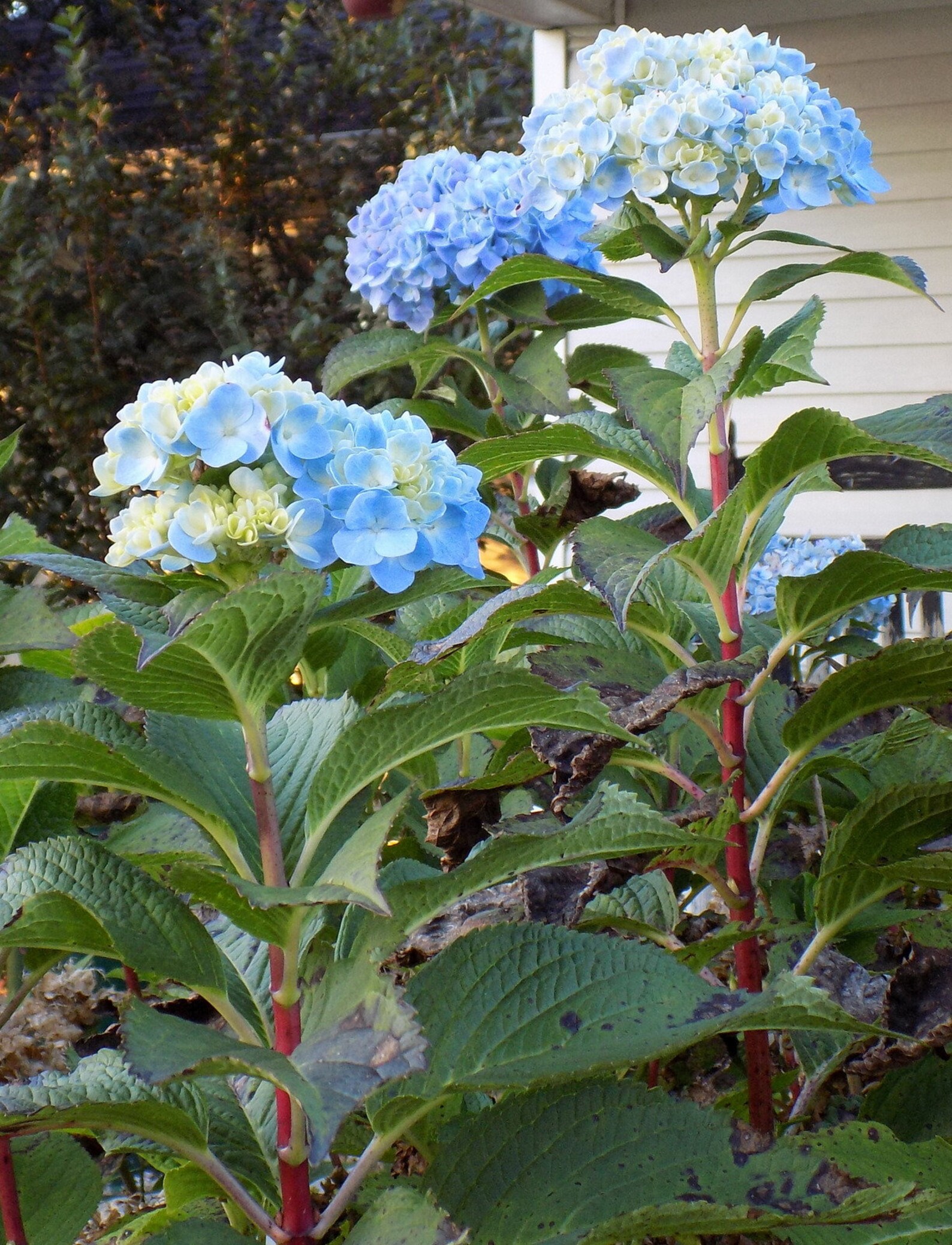 Baby Blue Hydrangea Wedding Hydrangea Start Well Rooted in a 4 | Etsy