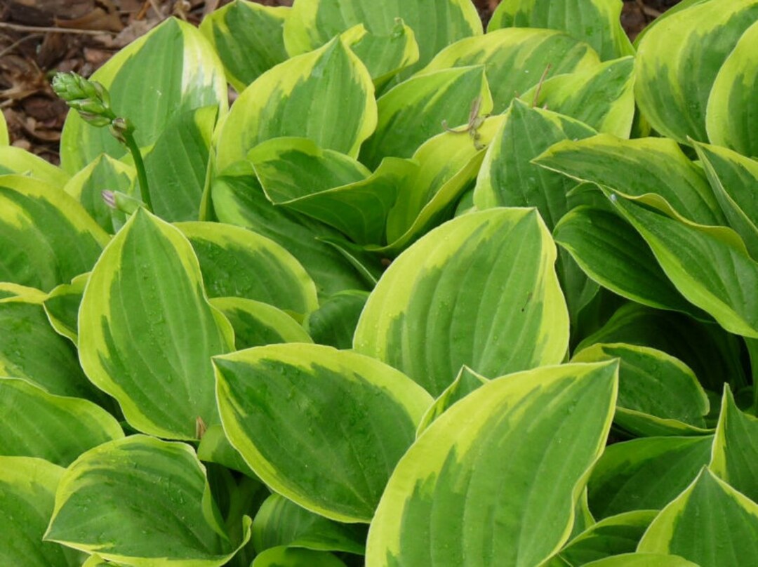 Hosta Golden Tiara Plant Start in 4 Inch Container Landscape Must ...
