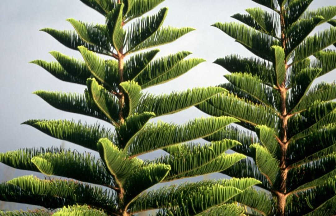 25 Norfolk Island Pine Tree Seeds Fresh!! (araucaria Excelsa) Wood Pure ...