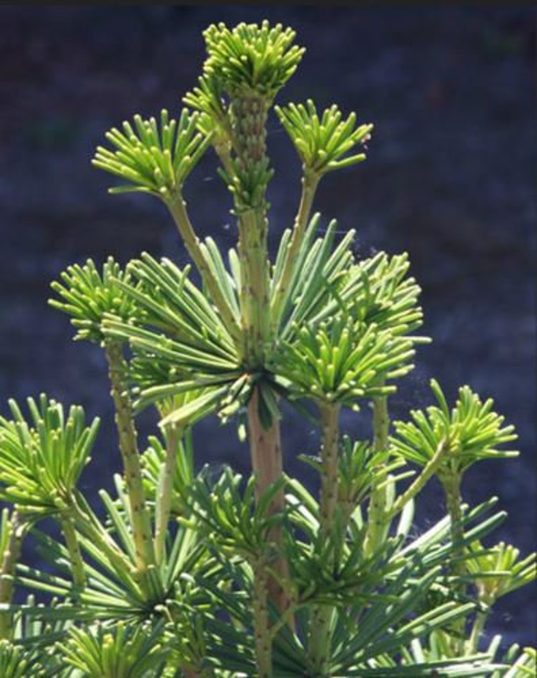 12 Japanese Umbrella Pine Seeds sciadopitys Verticillata One Dozen ...