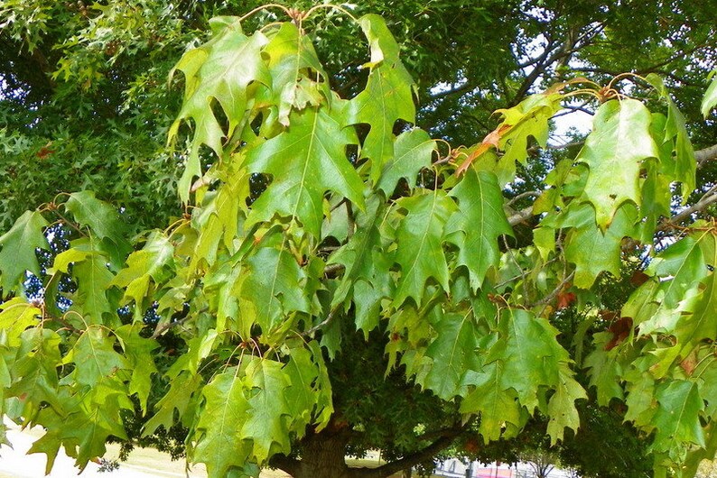 Weeping Cherrybark Oak Tree Seedling 8 to 12 Inches Tall - Etsy