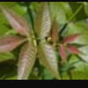 Shellbark Hickory Tree Seedling 8 to 10 Inches Tall Nice Wood - Etsy