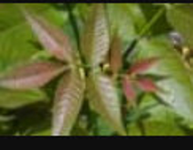 Shellbark Hickory Tree Seedling 8 to 10 Inches Tall Nice Wood - Etsy