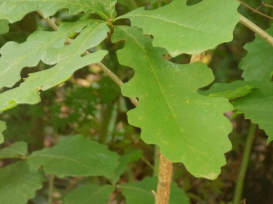 Bur Oak Tree Seedling Well Established 12 Inches Tall Craft - Etsy UK
