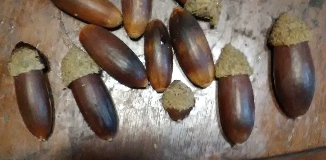 6 half Dozen Cork Oak Tree Acorns quercus Suber Beautiful Cork Oak Seeds Fresh Sprouts - Etsy
