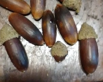 Nutall Oak Tree Seeds QUERCUS NUTTALLII acorns - Etsy