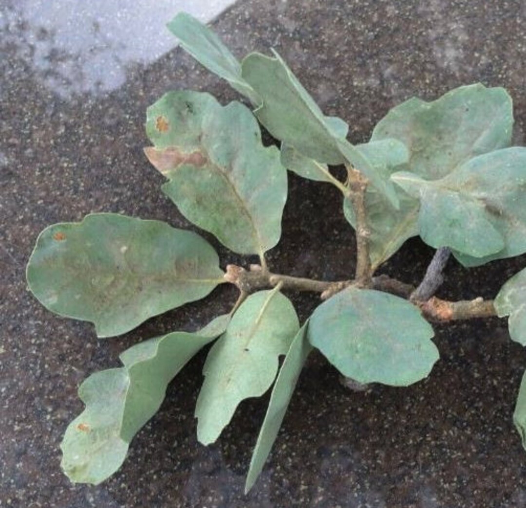 Blue Oak Tree Seedling Well Established 8 to 10 Inches Tall Ivory Oak ...