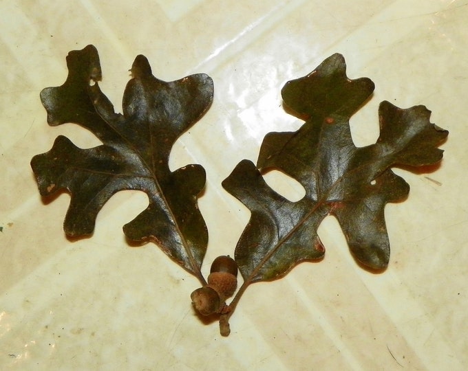 Sand Post Oak Tree Seedling 8 to 10 Inches Tall quercus - Etsy