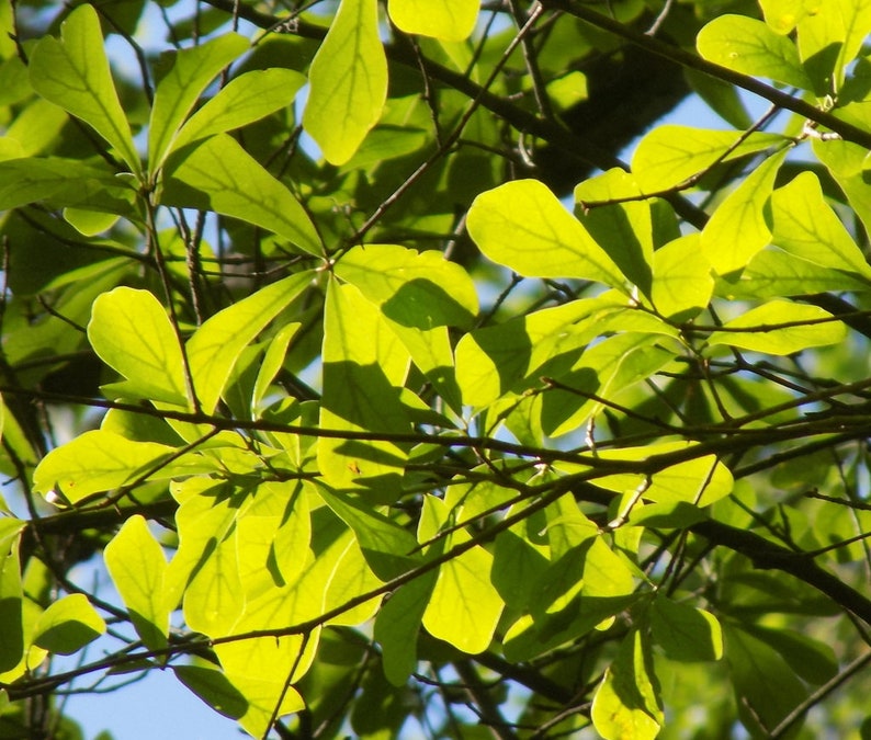 Water Oak tree seedling well established 8 to 10 inches | Etsy
