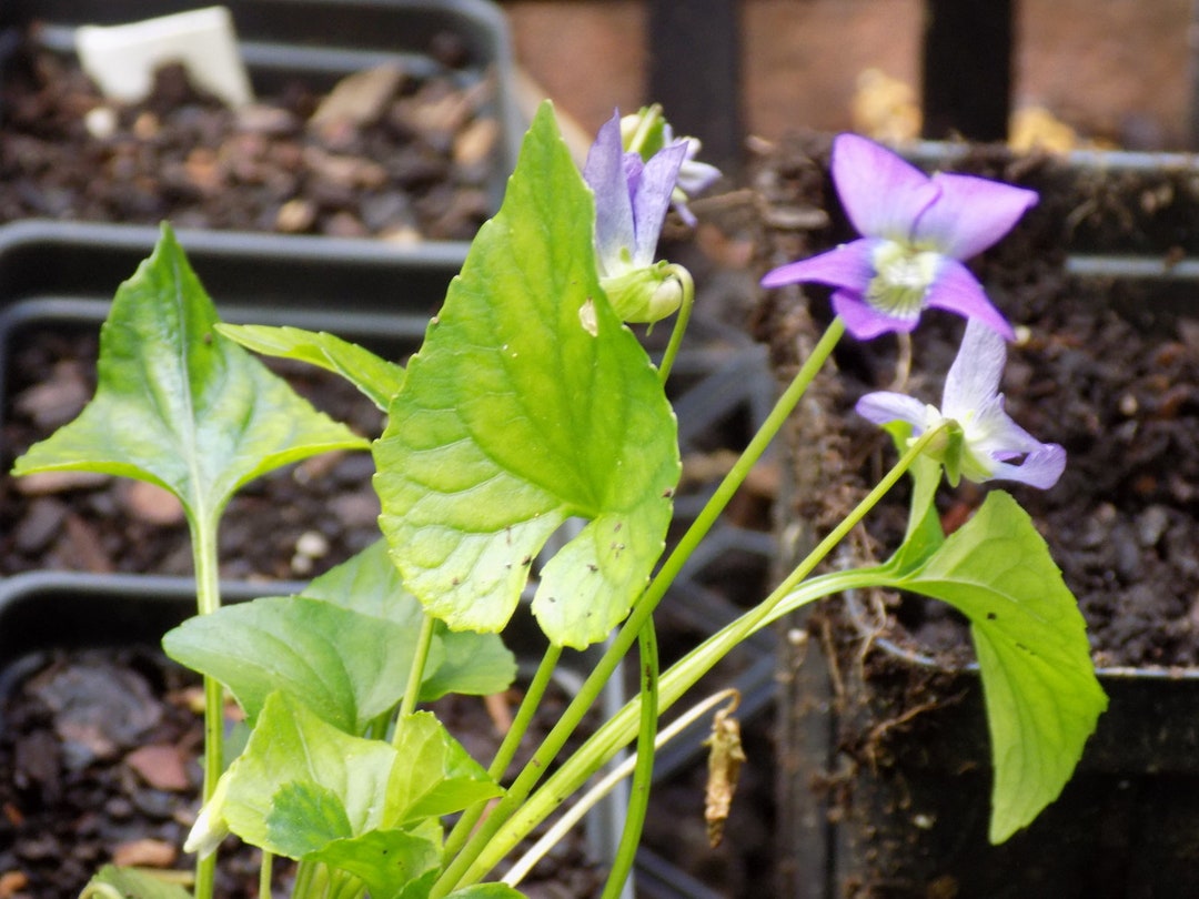 Wild Violets Flower Plant Starts Roots in a 3 Inch Container Ground ...