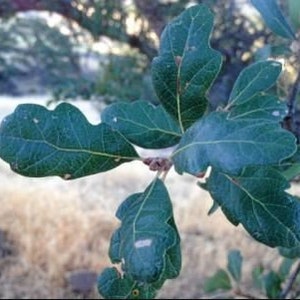Blue Oak Tree Seedling Well Established 8 to 10 Inches Tall Ivory Oak ...