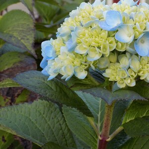 Baby Blue Hydrangea Wedding Hydrangea Start Well Rooted in a 4 Inch ...
