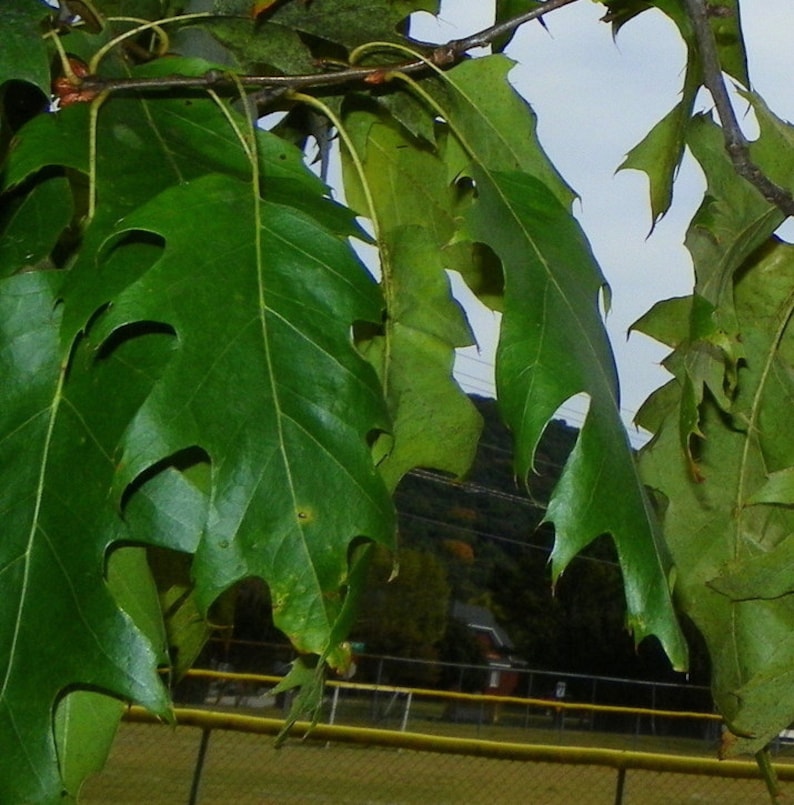 Weeping Cherrybark Oak Tree Seedling 8 to 12 Inches Tall - Etsy