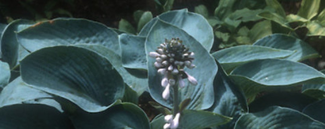 Hosta Bressingham Blue Hosta Plant Start in a 4 Inch Container Well ...