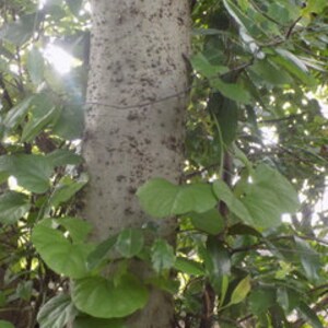 Golden Sugar Hackberry Tree Seedling Well Established 8 to 10 Inches ...