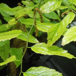 Golden Sugar Hackberry Tree Seedling Well Established 8 to 10 Inches ...