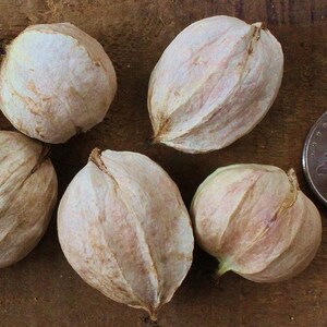 Shellbark Hickory Tree Seedling 8 to 10 Inches Tall Nice Wood - Etsy