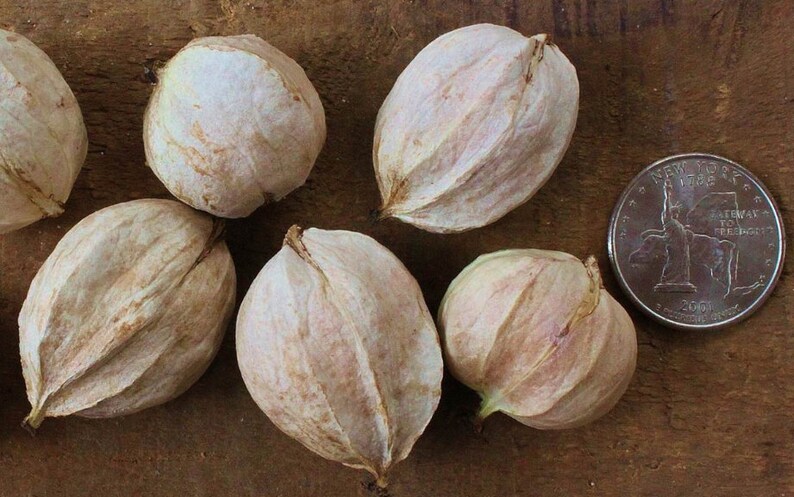 Shellbark Hickory Tree Seedling 8 to 10 Inches Tall Nice Wood - Etsy