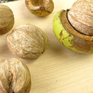 Shellbark Hickory Tree Seedling 8 to 10 Inches Tall Nice Wood | Etsy