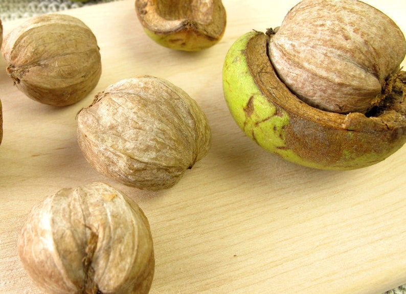 Shellbark Hickory Tree Seedling 8 to 10 Inches Tall Nice Wood | Etsy