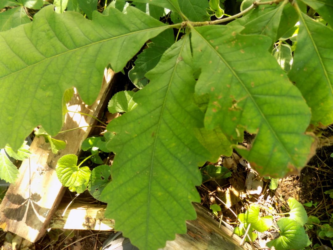 Swamp Chestnut Oak Tree Seed Seedling Well Established 8 to 10 Inches ...