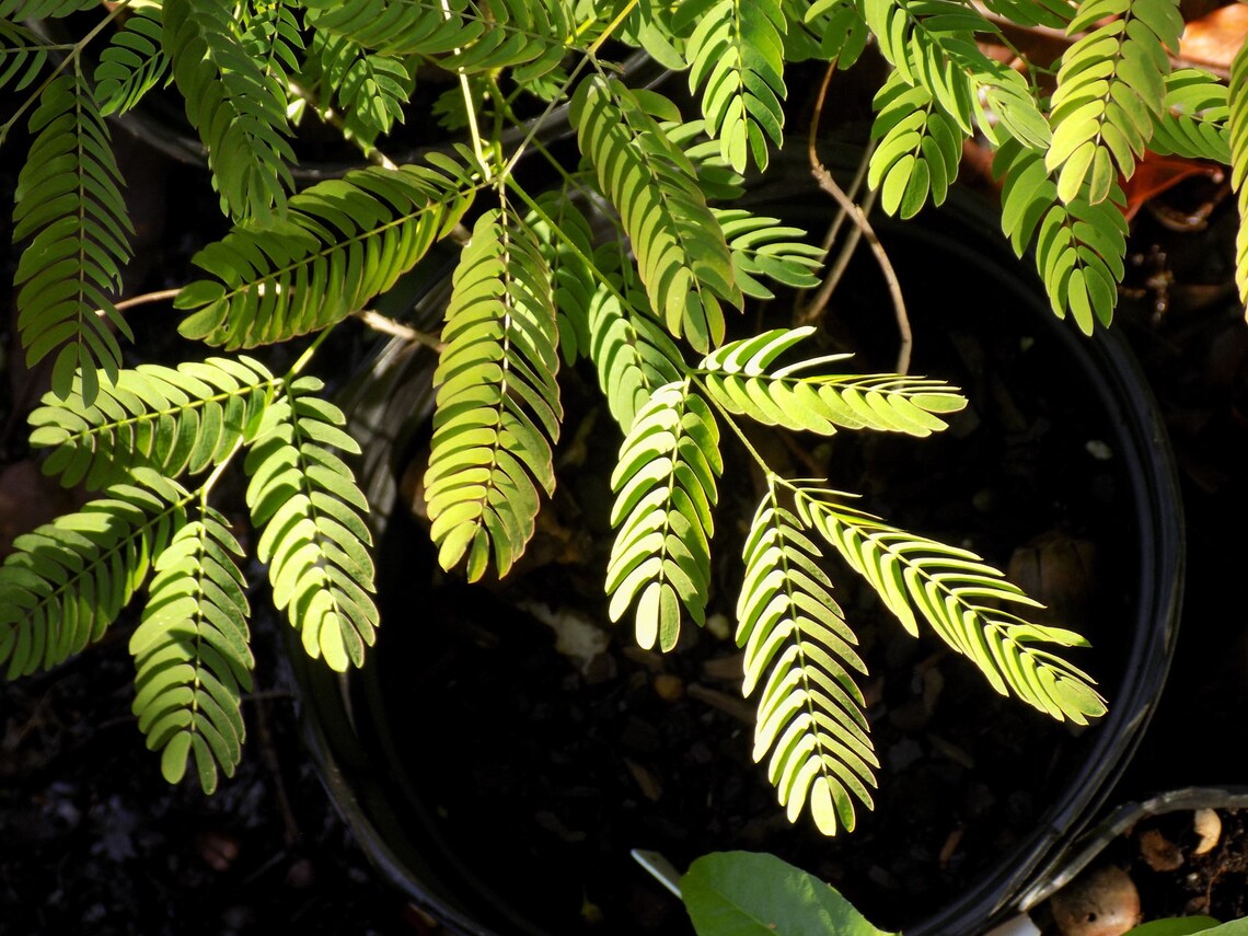 Chocolate Mimosa Tree Seedling From Seed Already Starting to - Etsy