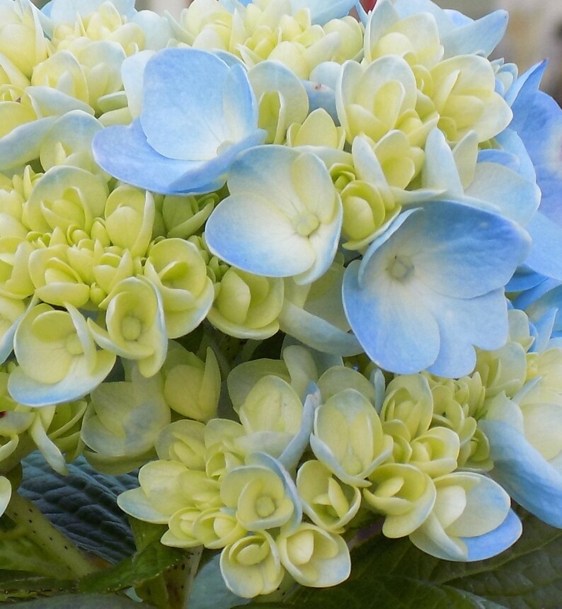 Baby Blue Hydrangea Wedding Hydrangea Start Well Rooted in a 4 | Etsy