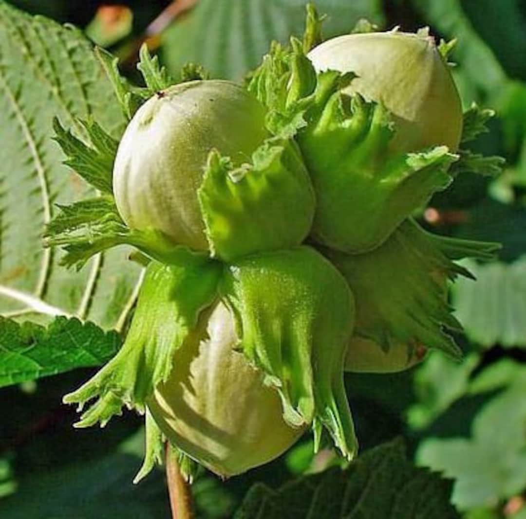 6 half Dozen American Hazelnut Tree Seeds Nuts Fresh Fall Excellent ...