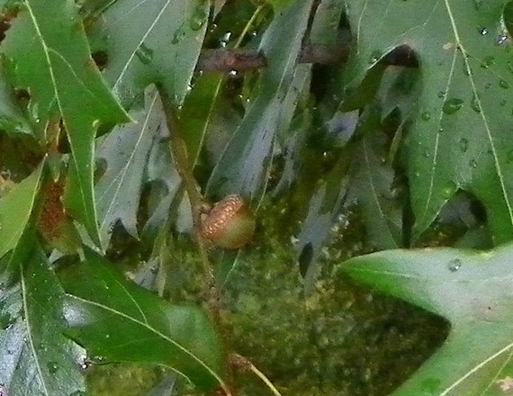 Chisos Red Oak Tree Seedling Well Established Roots Fresh | Etsy