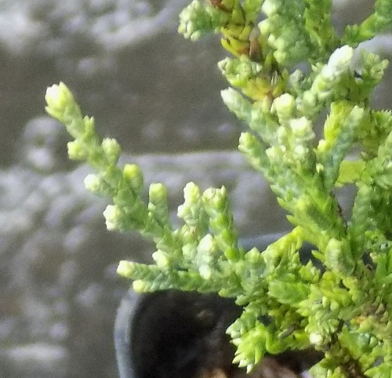 Blue Arrow Juniper Tree Hedge Bush 6 to 8 Inches Tall | Etsy