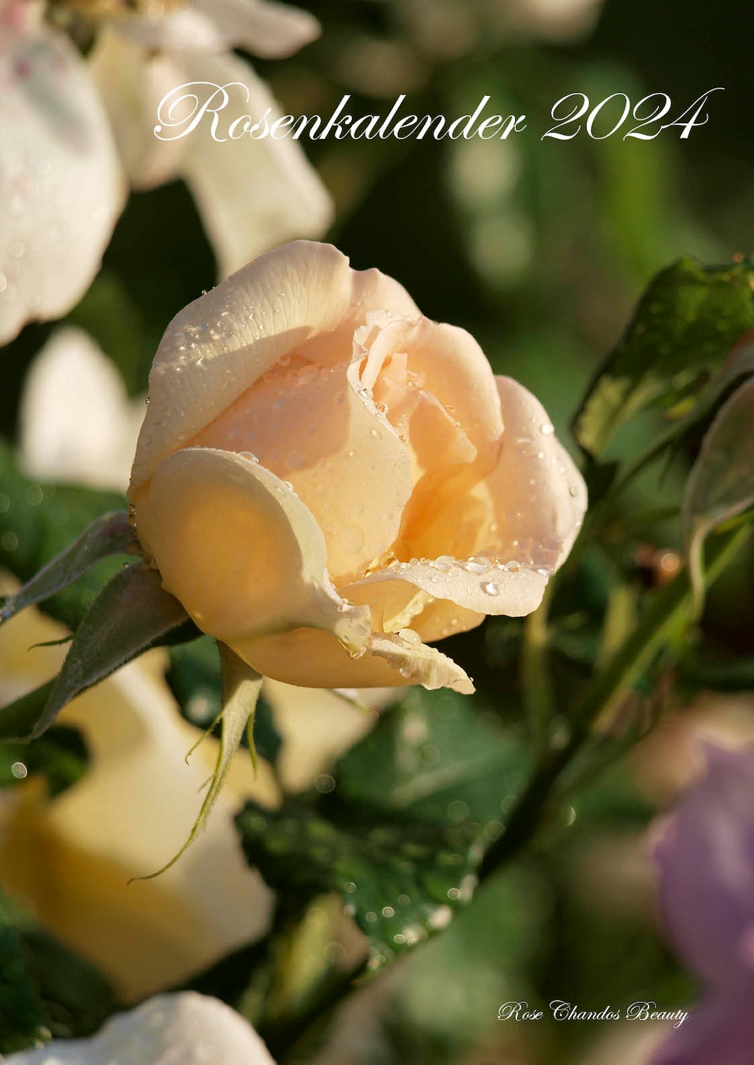 Calendar 2024 Roses Roses / 2024 Wall Calendar A3 / Rose Garden ...