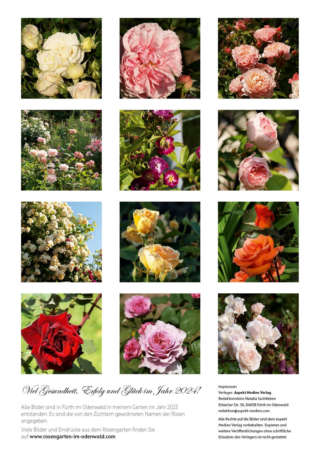 Calendar 2024 Roses Roses / 2024 Wall Calendar A3 / Rose Garden ...