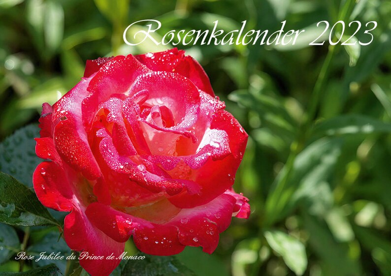 Calendar 2023 Roses Roses/ 2023 Wall Calendar A4 Horizontal/ - Etsy Canada