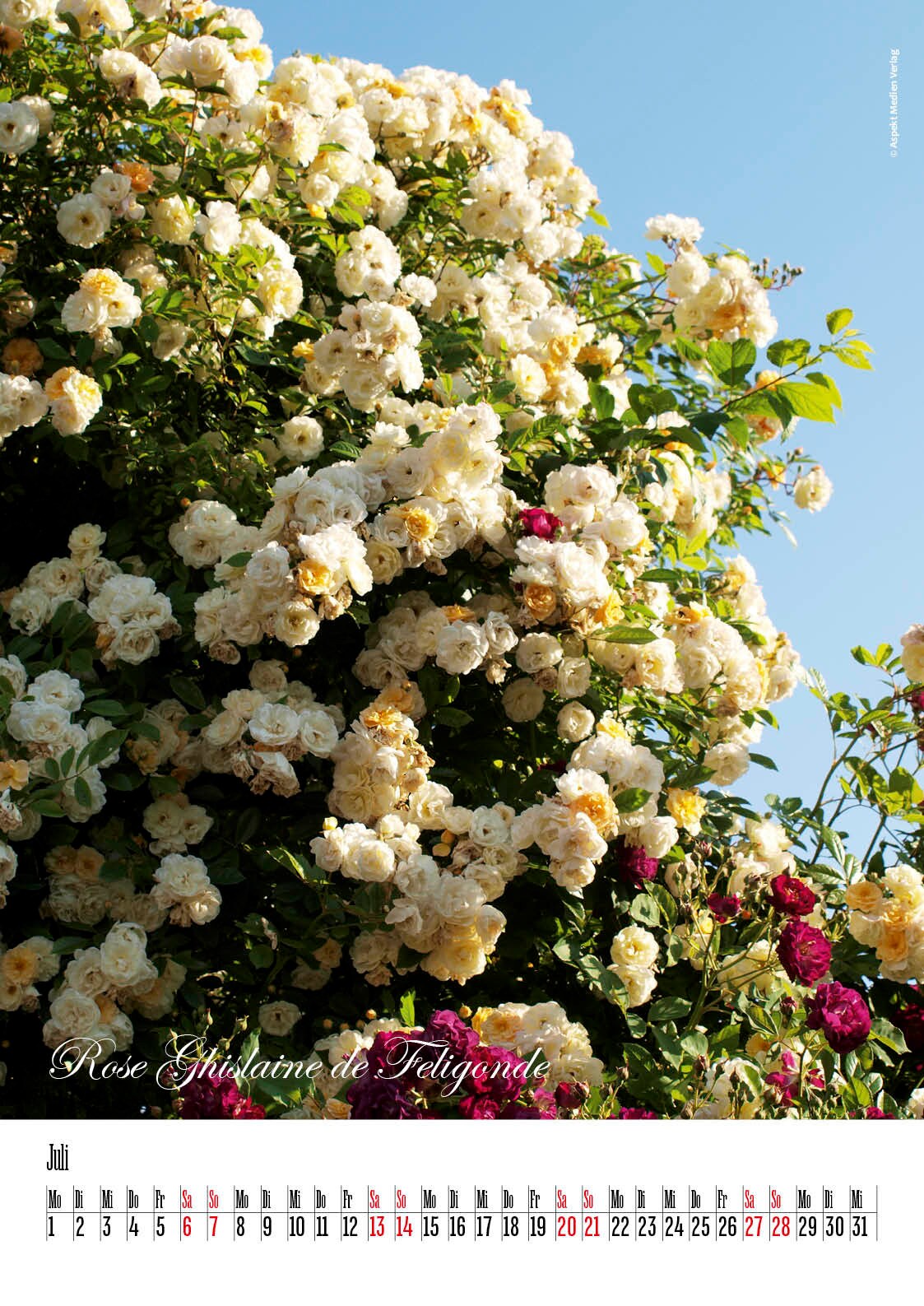 Calendar 2024 Roses Roses / 2024 Wall Calendar A3 / Rose Garden ...