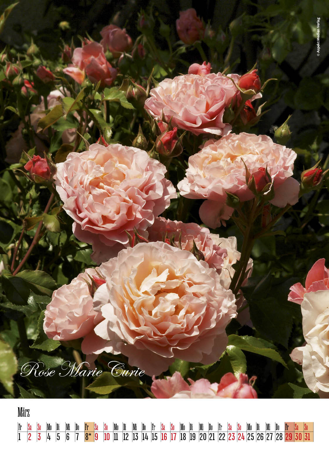 Calendar 2024 Roses Roses / 2024 Wall Calendar A3 / Rose Garden ...