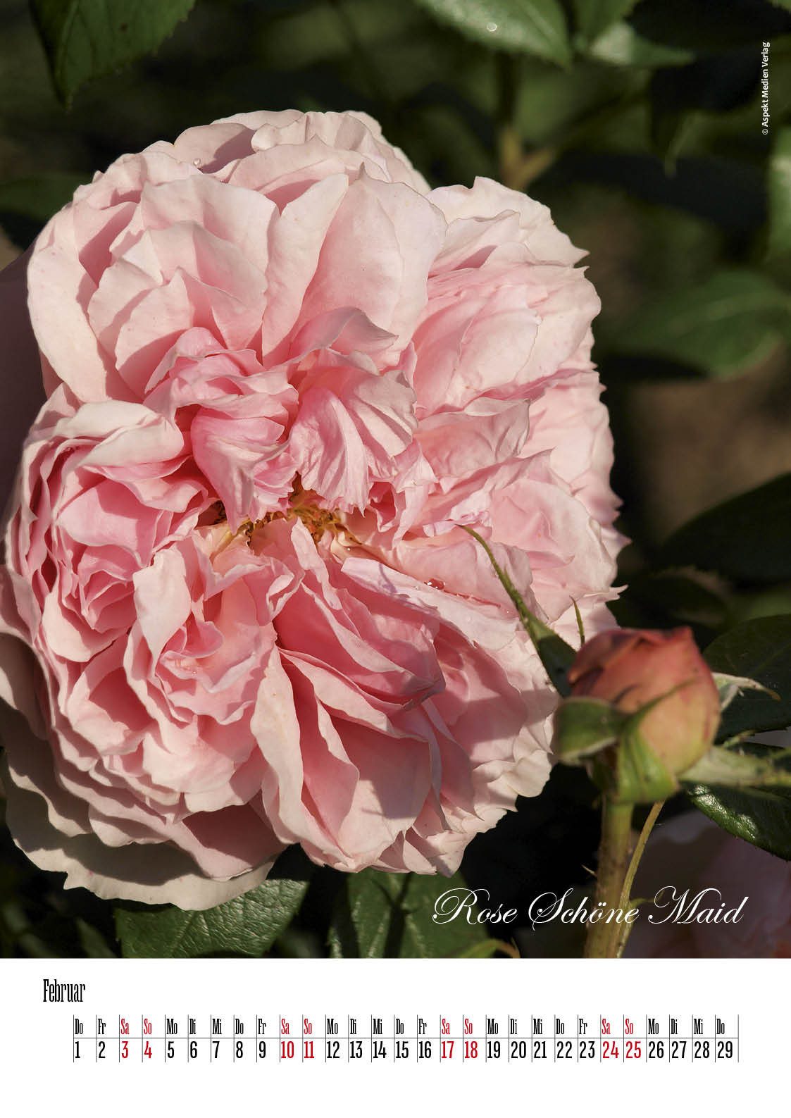 Calendar 2024 Roses Roses / 2024 Wall Calendar A3 / Rose Garden ...