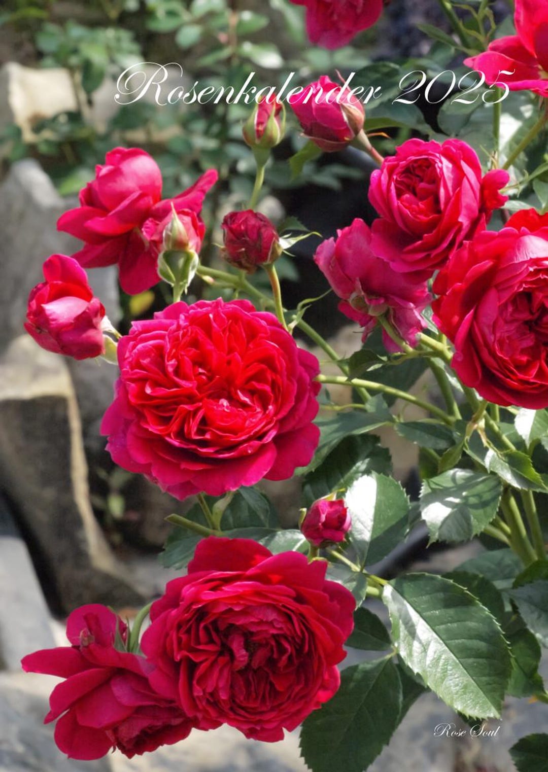 Calendrier 2025 Roses Roses / Calendrier mural 2025 A3 / roseraie ...