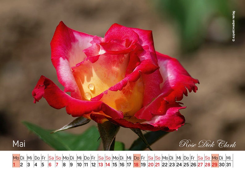 Calendar 2023 Roses Roses/ 2023 Wall Calendar A4 Horizontal/ - Etsy ...