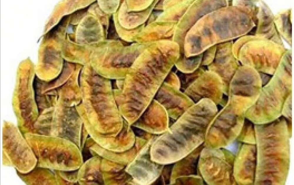 Senna Tinnevelly Pods 250 Gram Senna Pod and Berries Dried Tea - Etsy