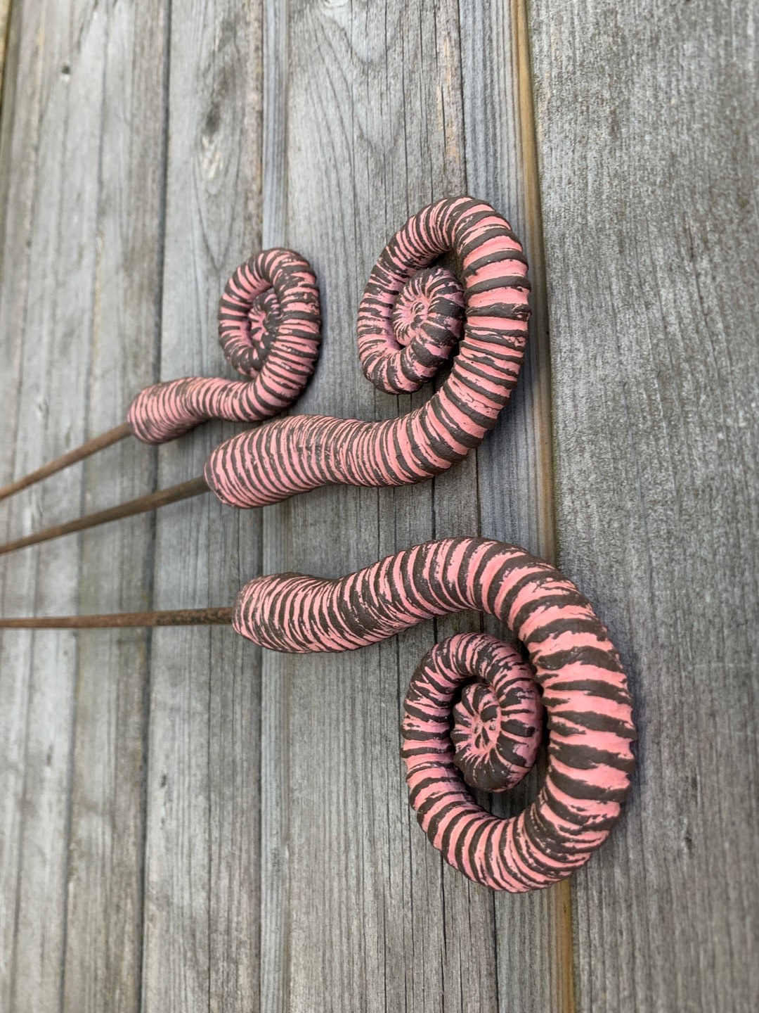 Ammonite Fern Bishop Ammonite Garden Ornament set 6 - Etsy